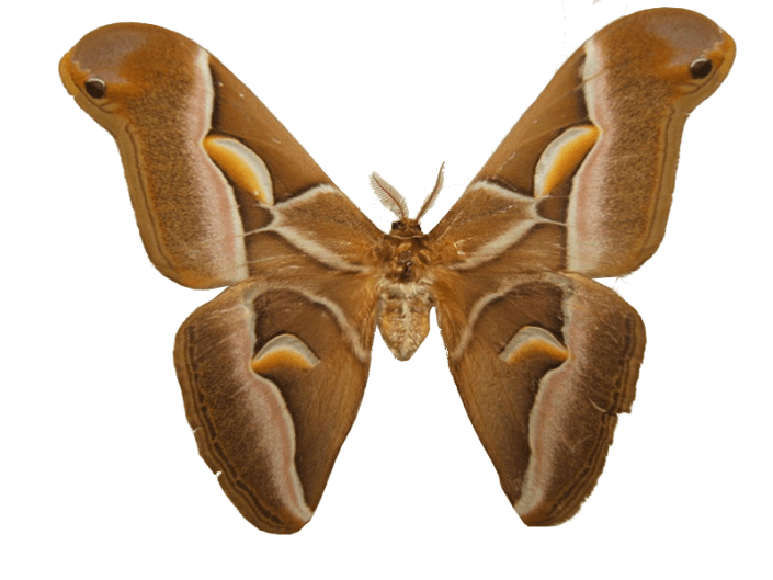 Elevage du bombyx eri (ver à soie) - oeuf - chenille - maintenance ...